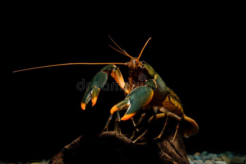 Crayfish in the aquarium stock image. Image of fresh - 113244941