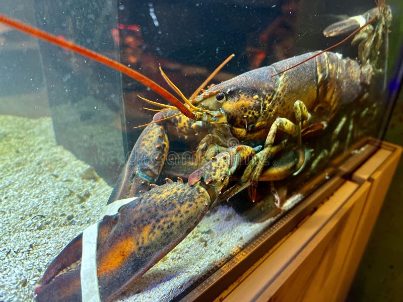 Crayfish in the Aquarium. Close-up Stock Photo - Image of fish, claw ...