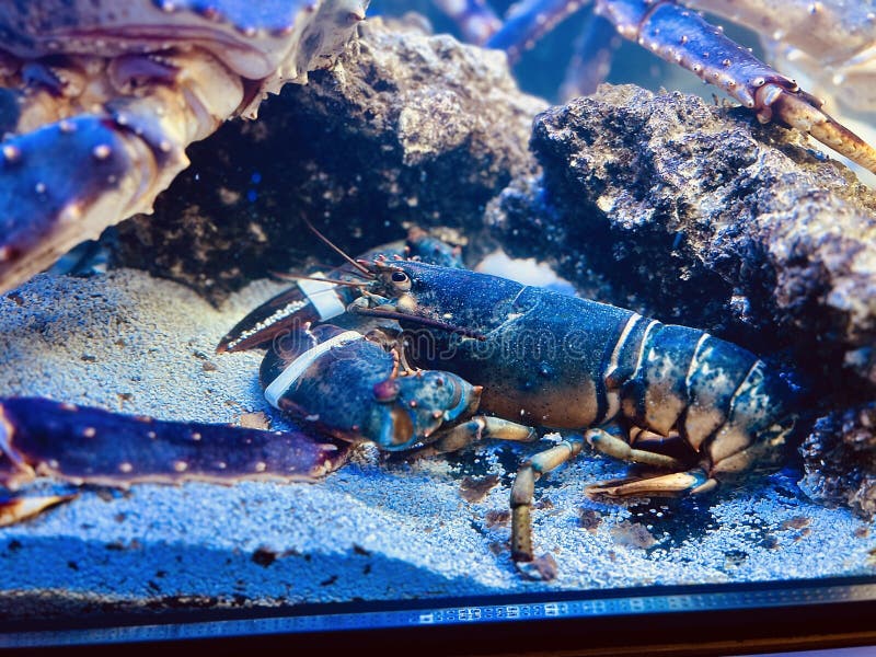 Crayfish in the Aquarium. Close-up Stock Image - Image of garden ...