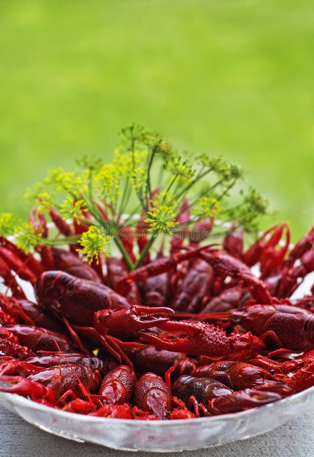 Crayfish stock image. Image of cooked, tale, table, sweden - 57371061