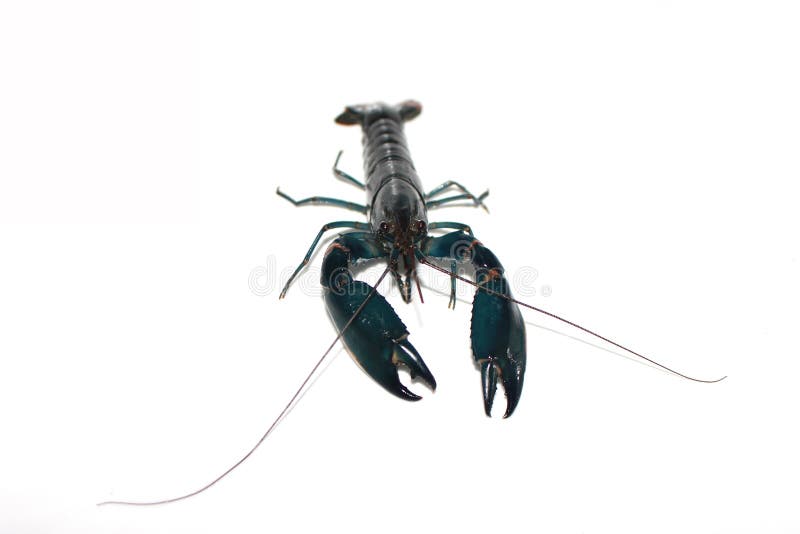 Crayfish Cherax in Aquarium Stock Image - Image of pets, isolated ...