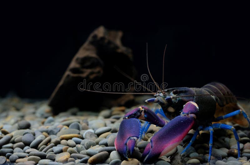 Crayfish Cherax in the Aquarium Stock Photo - Image of autumn, river ...