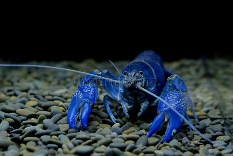 Blue Crayfish in the Aquarium Stock Image - Image of isolated, pearl ...