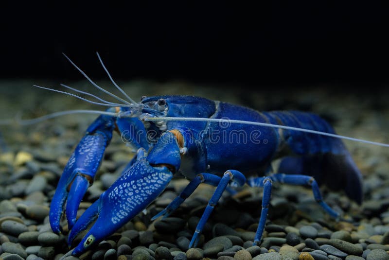 Crayfish Cherax in Aquarium Stock Photo - Image of river, aquatic ...