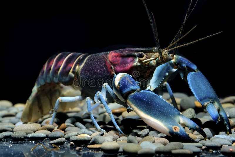 Crayfish Cherax in Aquarium Stock Image - Image of seafood, nature ...