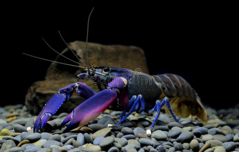 309 Blue Shrimp Cherax Destructor Stock Photos - Free & Royalty-Free ...