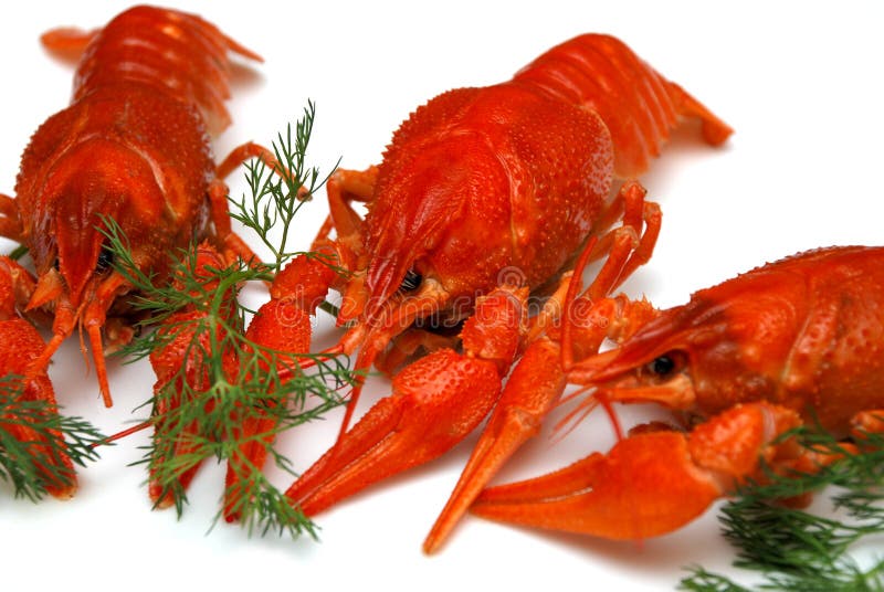 Crayfish closeup stock photo. Image of food, seafood, prepared - 6666096