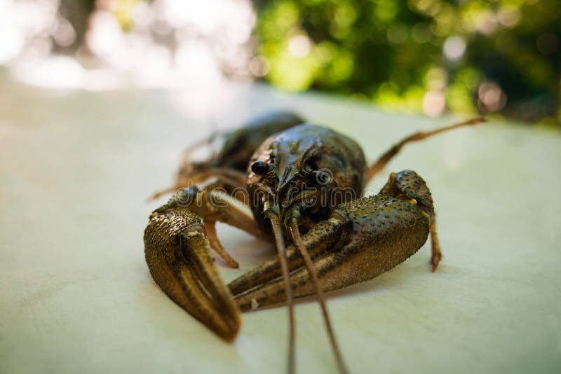 Live Crawdad With Pinchers Stretched Out Held Up By Hand Above Blurred ...