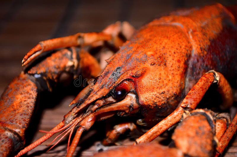 Crayfish stock photo. Image of blushing, land, waters - 55025848