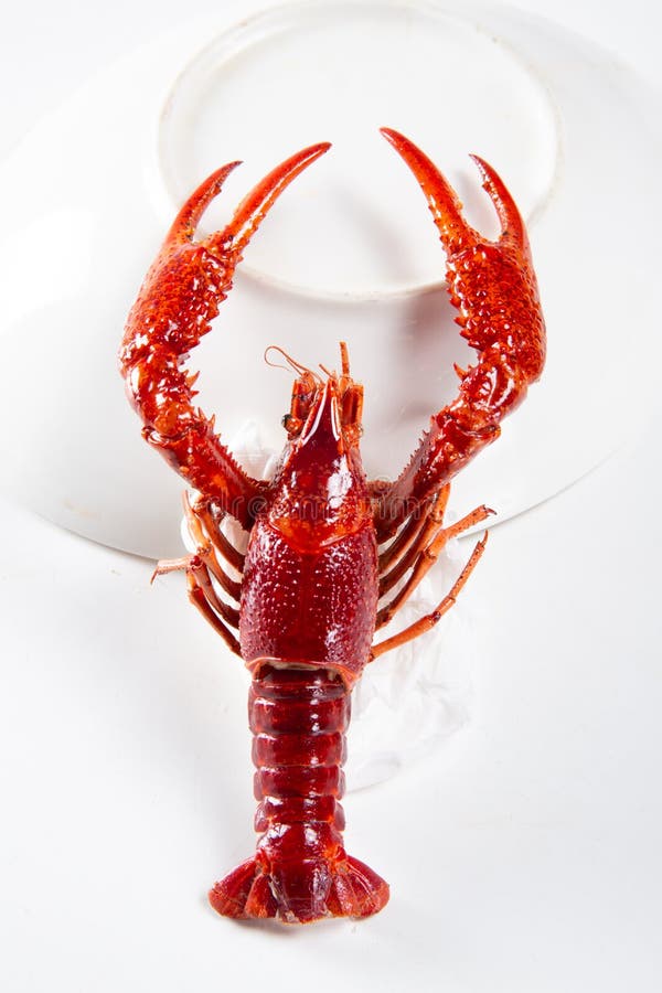 Crayfish stock photo. Image of tasty, langostines, cray - 122576184