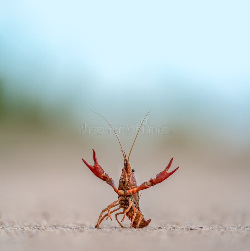 Crayfish with Extended Claws Defending Position Stock Photo - Image of ...