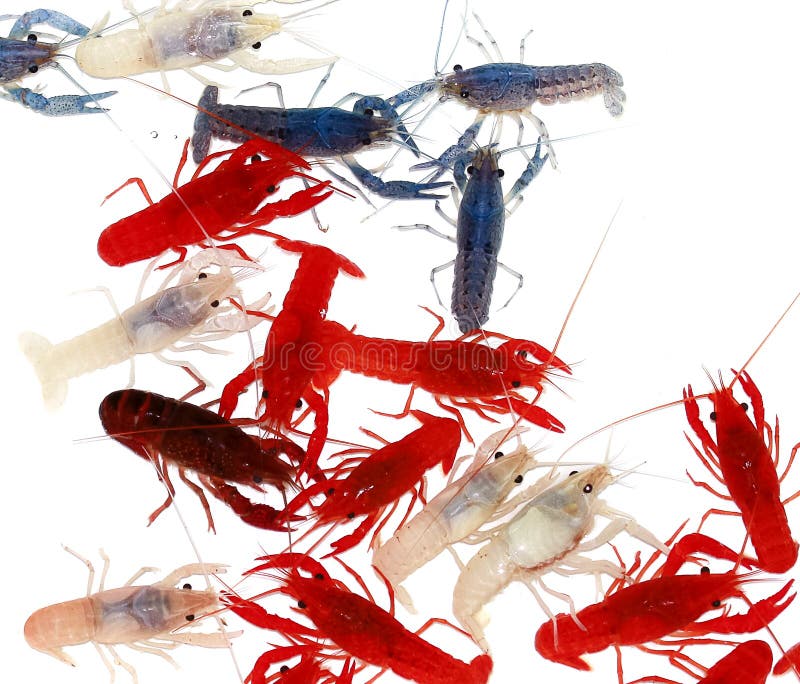 Fancy Shrimp Cocktail Appetizer. Stock Image - Image of table, indoors ...