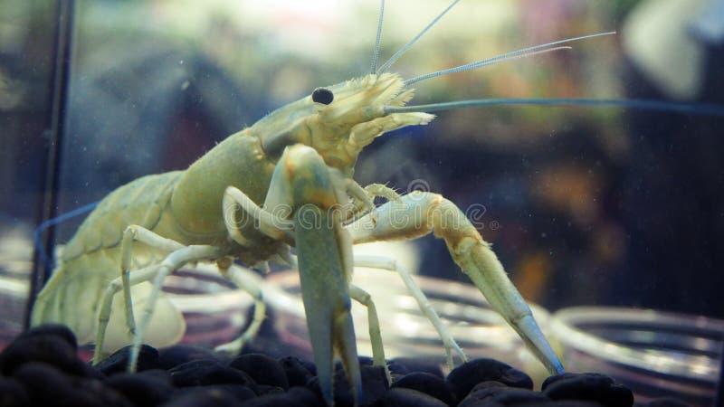 Crayfish in the fish tank. stock photo. Image of freshwater - 123969968