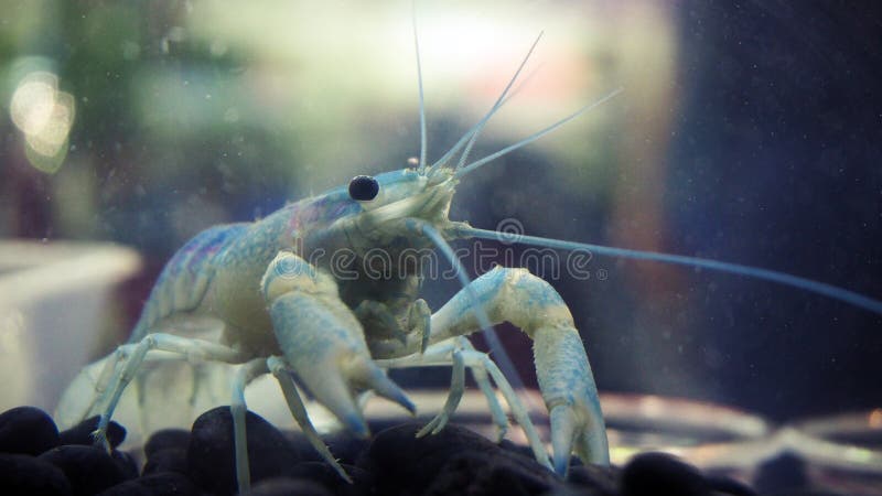 Crayfish in the fish tank. stock image. Image of nature - 123970009