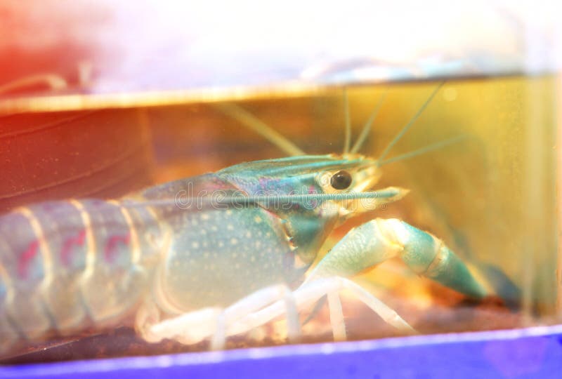 Crayfish In The Fish Tank Scene. Stock Image - Image of tank, represent ...