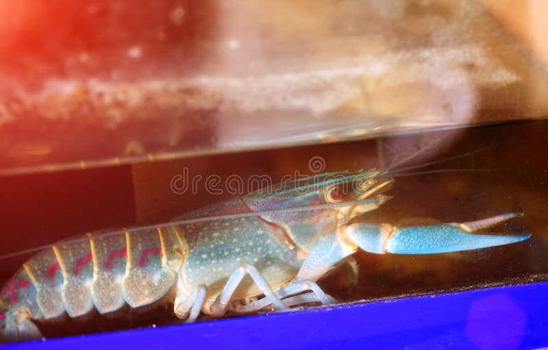 Crayfish in the Fish Tank Scene. Stock Photo - Image of tank, crawfish ...