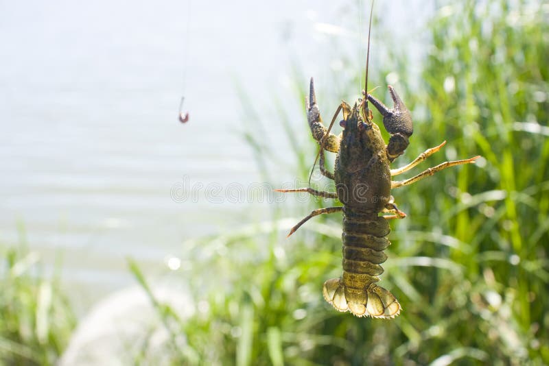 Crayfish stock photo. Image of claws, crustacean, crayfish - 1399140