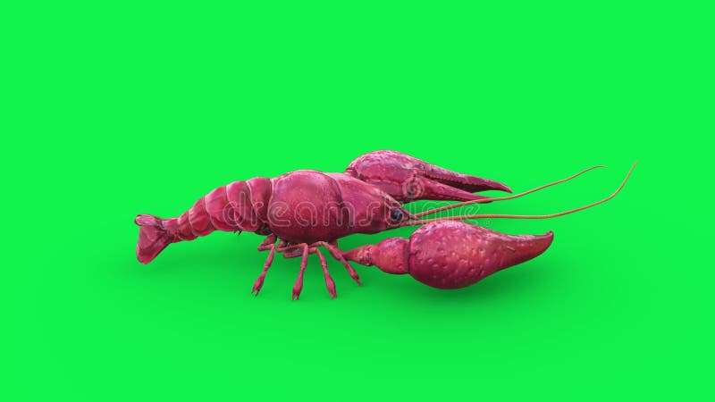 Crayfish Green Screen Idle Side 3D Rendering Animation 4K Stock Footage ...