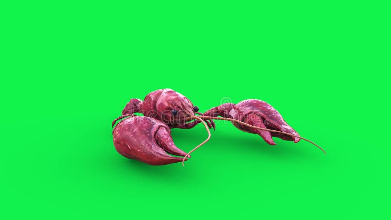 Crayfish Green Screen Walk Front 3D Rendering Animation 4K Stock ...