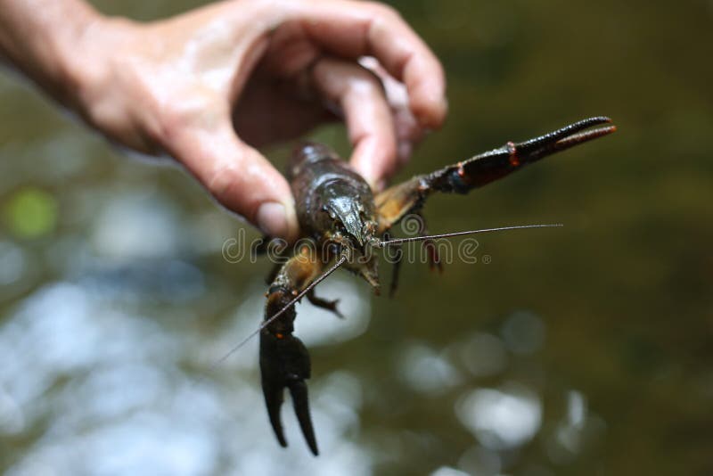 Crayfish in hand. stock image. Image of catching, nature - 80566631