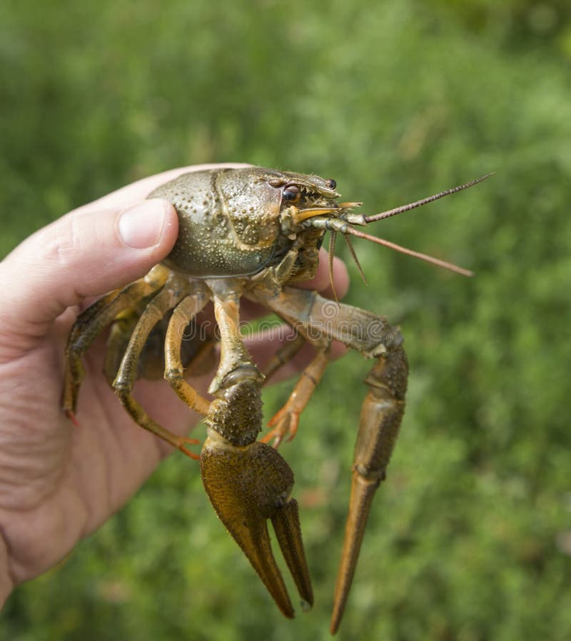1,157 Crayfish Hand Photos - Free & Royalty-Free Stock Photos from ...