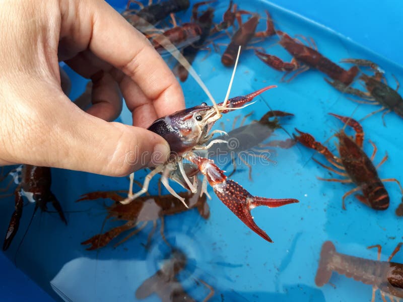Crayfish farming stock image. Image of aquafarming, yabbies - 103093791