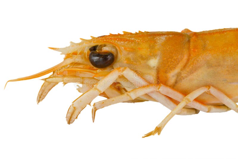Crayfish head closeup stock image. Image of prepared - 11830779