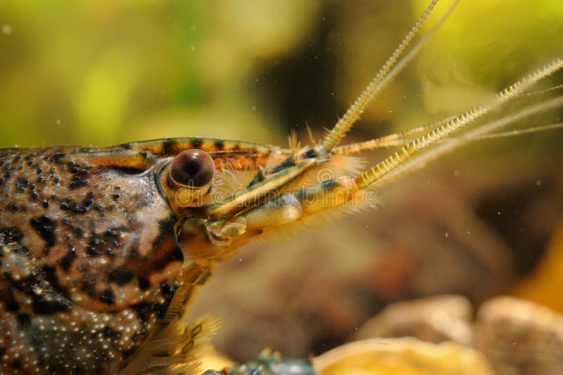 Crayfish head closeup stock image. Image of prepared - 11830779