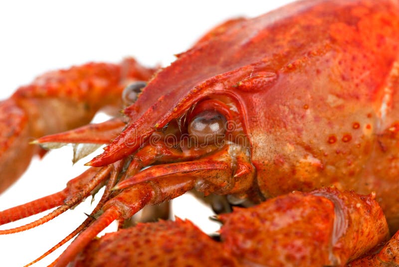 Crayfish head closeup stock image. Image of prepared - 11830779