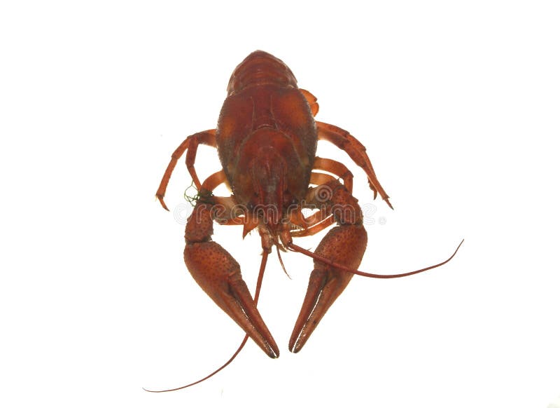 Demon Crab Stock Photos - Free & Royalty-Free Stock Photos from Dreamstime