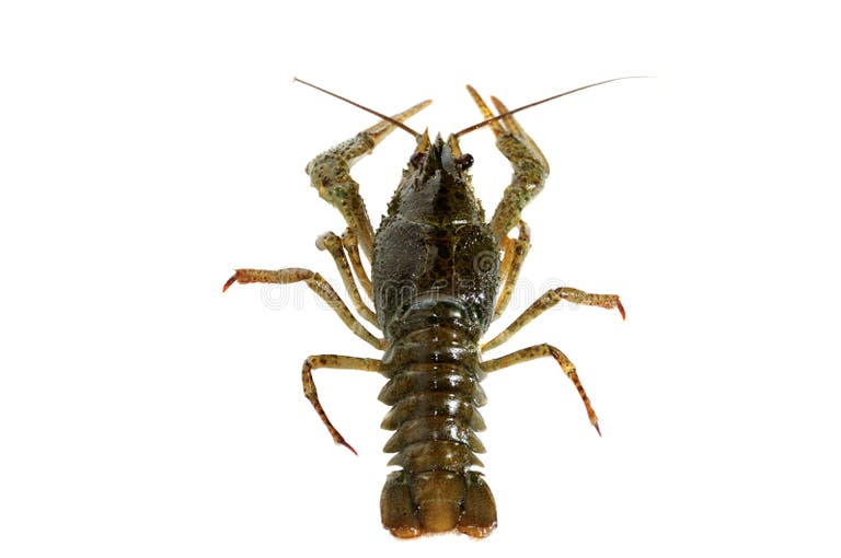 239 Crawfish Alive One Isolated White Stock Photos - Free & Royalty ...