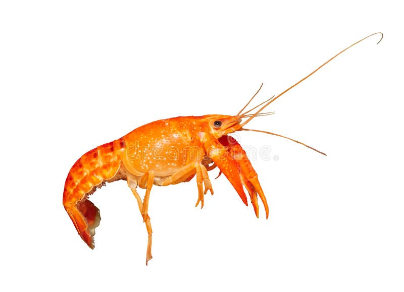 Big Crawfish Boil Stock Photos - Free & Royalty-Free Stock Photos from ...