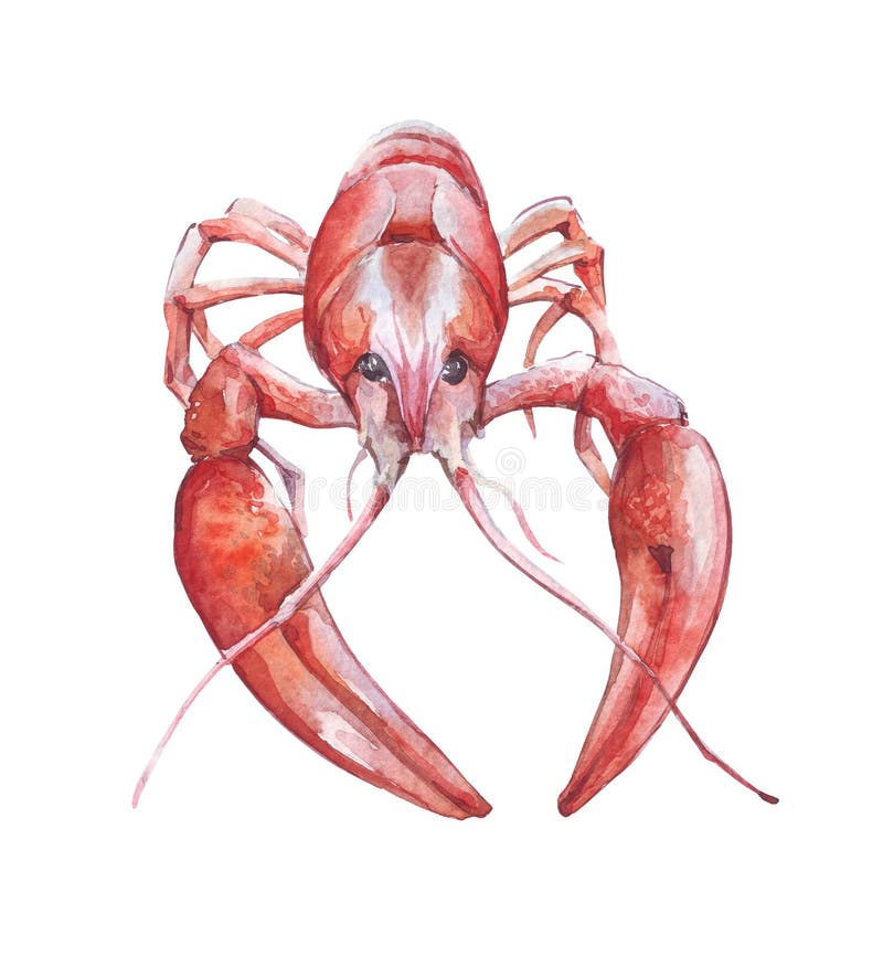 Crayfish Stock Illustrations – 12,945 Crayfish Stock Illustrations ...