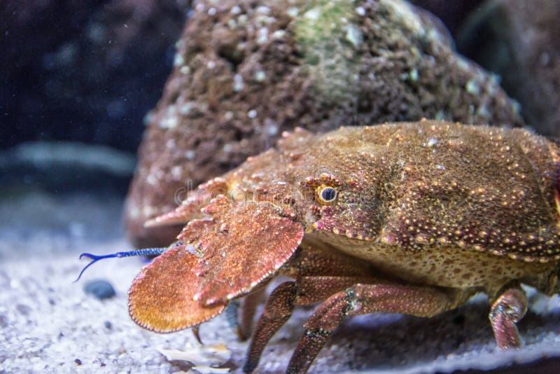 Crayfish stock image. Image of coromandel, crustaceans - 74175381