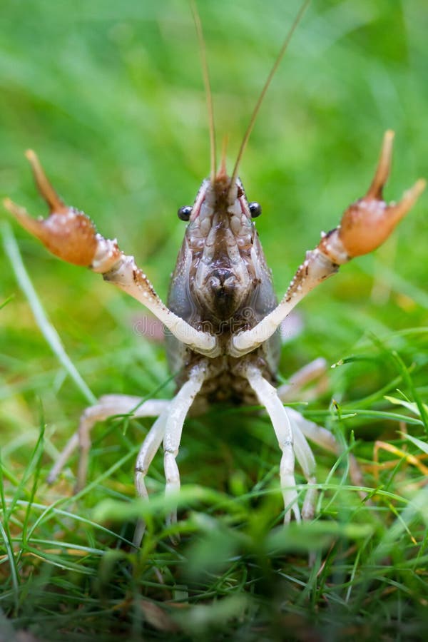 Crayfish on the lawn stock photo. Image of crayfish, reaching - 56379324