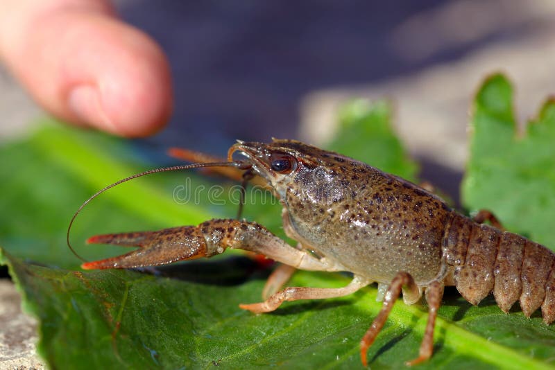 Crayfish stock photo. Image of fish, hand, crab, natural - 36249686