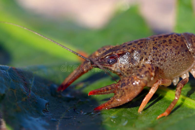 Crayfish stock image. Image of color, arthropod, lobster - 36249707