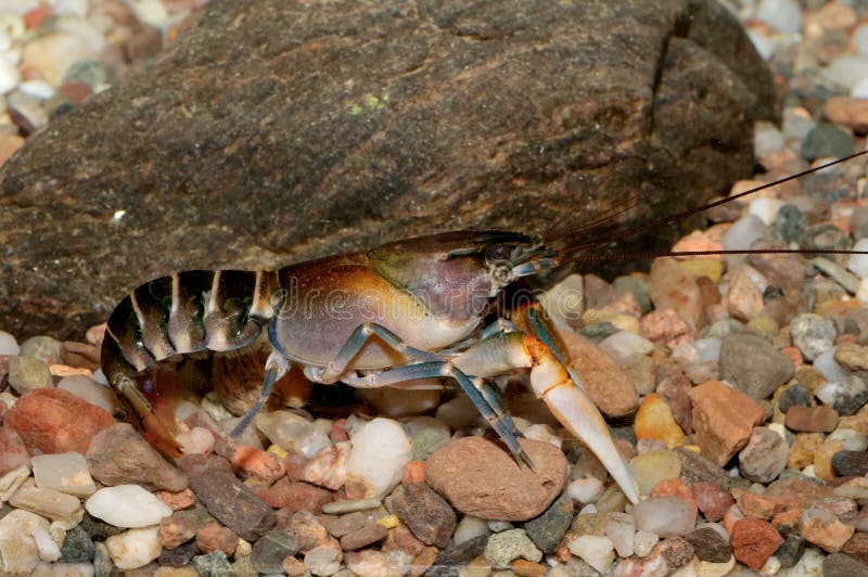 Crayfish stock photo. Image of wildlife, signal, stream - 49970942