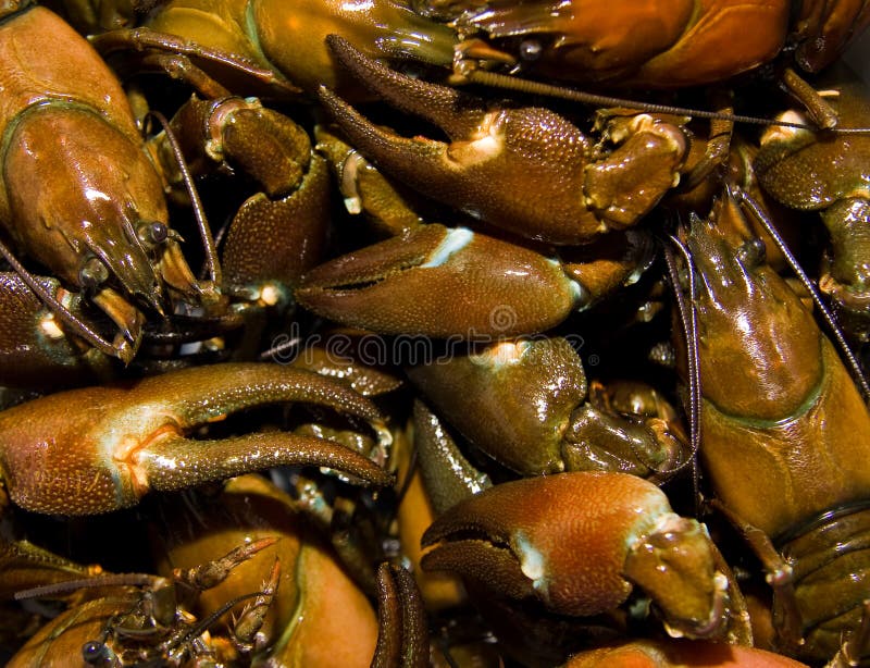 Crayfish mayhem stock image. Image of food, amphibian - 10641095