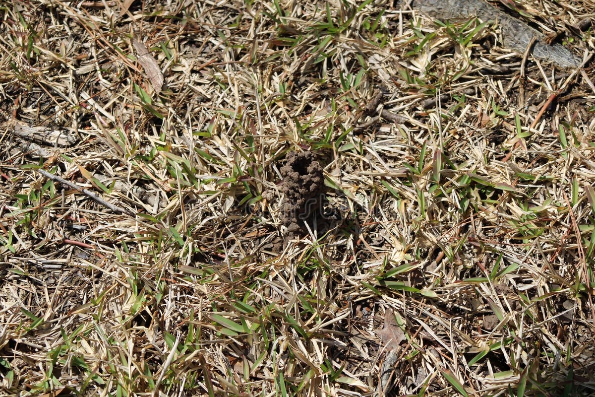 Crawfish Mound Stock Photos - Free & Royalty-Free Stock Photos from ...