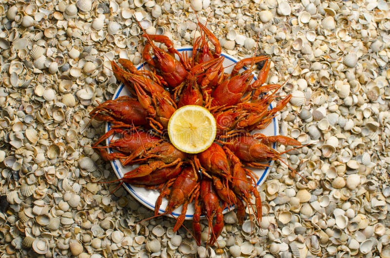 Boiled Crawfish On A Shells. Stock Photo - Image of invertebrate ...