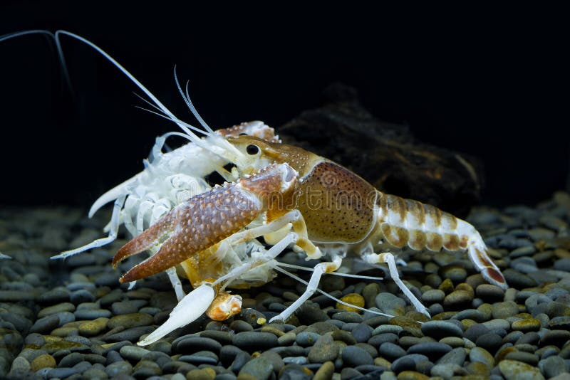 Crayfish Ghost in the Aquarium Stock Image - Image of healthy, closeup ...