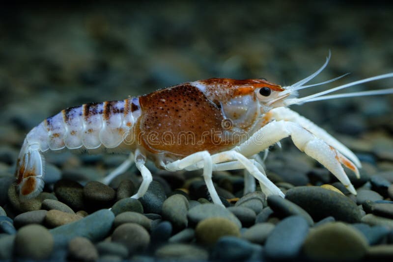 Crayfish Procambarus Clarkii in the Aquarium Stock Photo - Image of ...