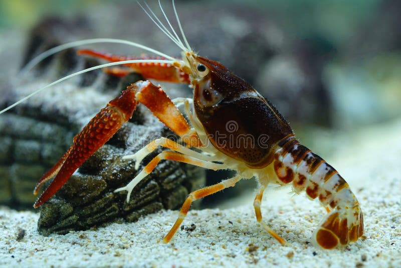 Procambarus Clarkii Ghost