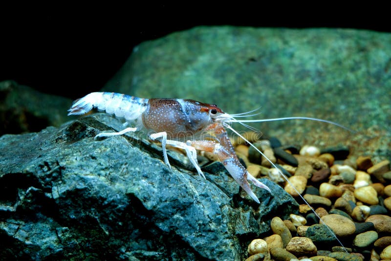 Crayfish Procambarus Clarkii Ghost in the Aquarium Stock Image - Image ...