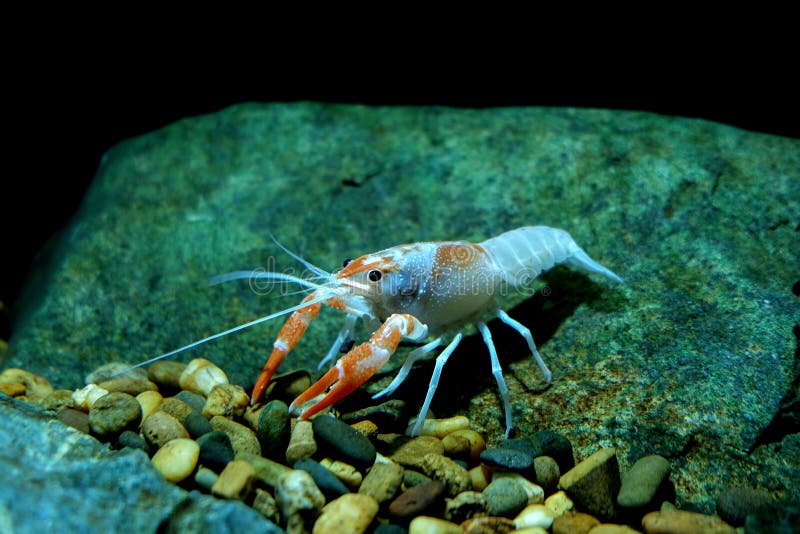 Crayfish Procambarus Clarkii Ghost in the Aquarium Stock Image - Image ...