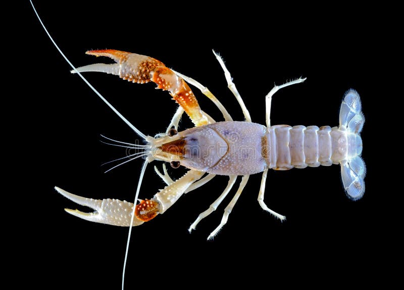 Crayfish Procambarus Clarkii Ghost in the Aquarium Stock Photo - Image ...