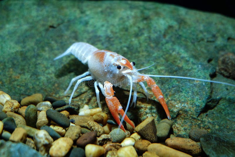 Crayfish Procambarus Clarkii Ghost in the Aquarium Stock Image - Image ...