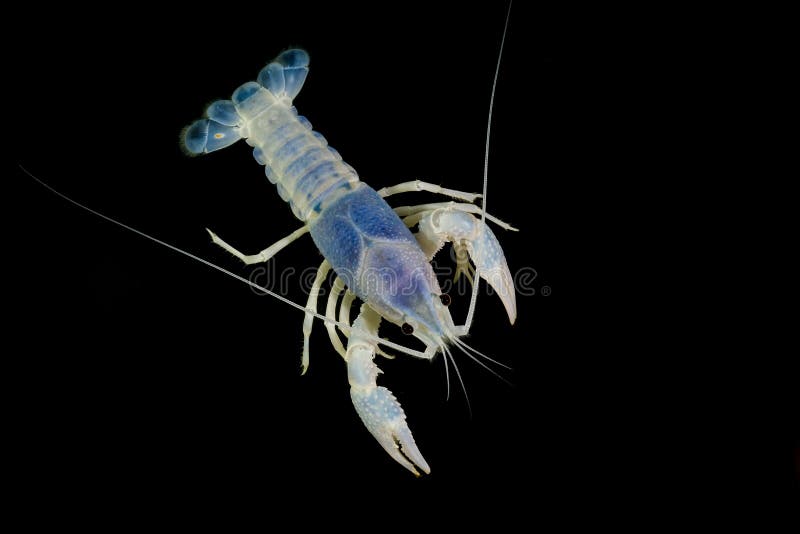 Crayfish Procambarus Clarkii Ghost in the Aquarium Stock Image - Image ...
