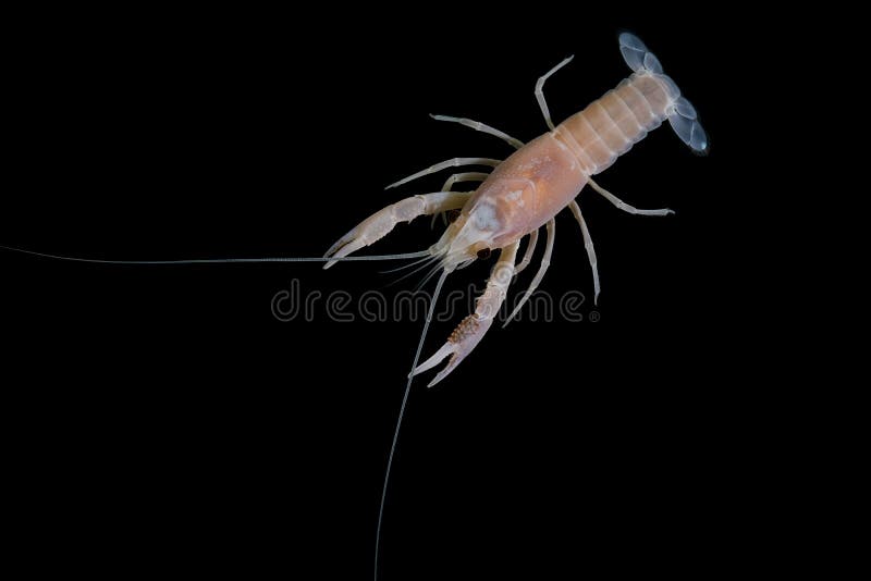 Crayfish Procambarus Clarkii Ghost in the Aquarium Stock Photo - Image ...